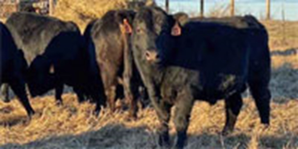 24 And Under Cattle Range