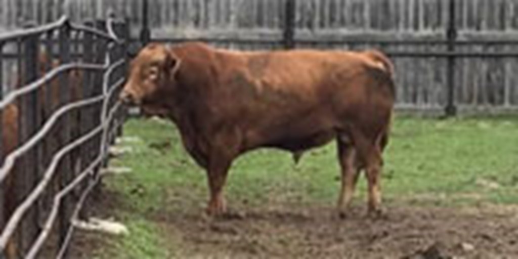 24 And Under Cattle Range