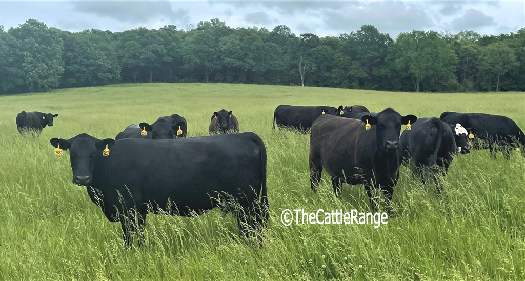 USDA Mid-Year Cattle Inventory Report Cattle Range