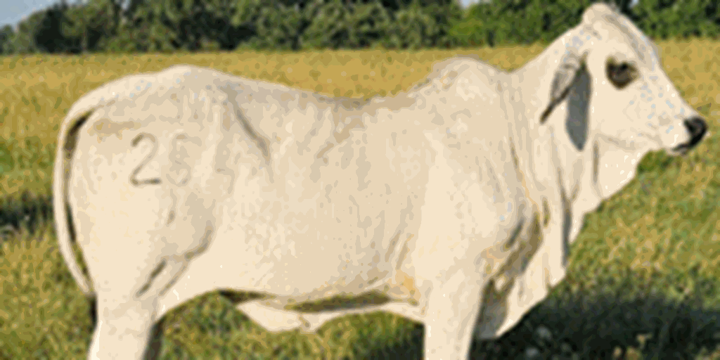 25 And Up Cattle Range