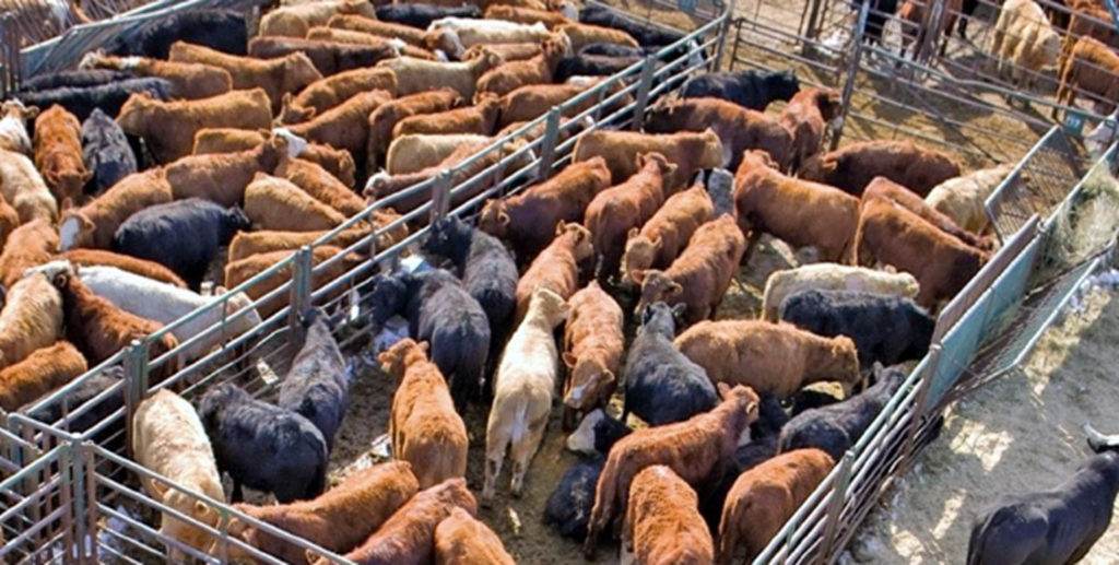 Resuming Mexican Cattle Imports Before Holidays Unlikely Cattle Range