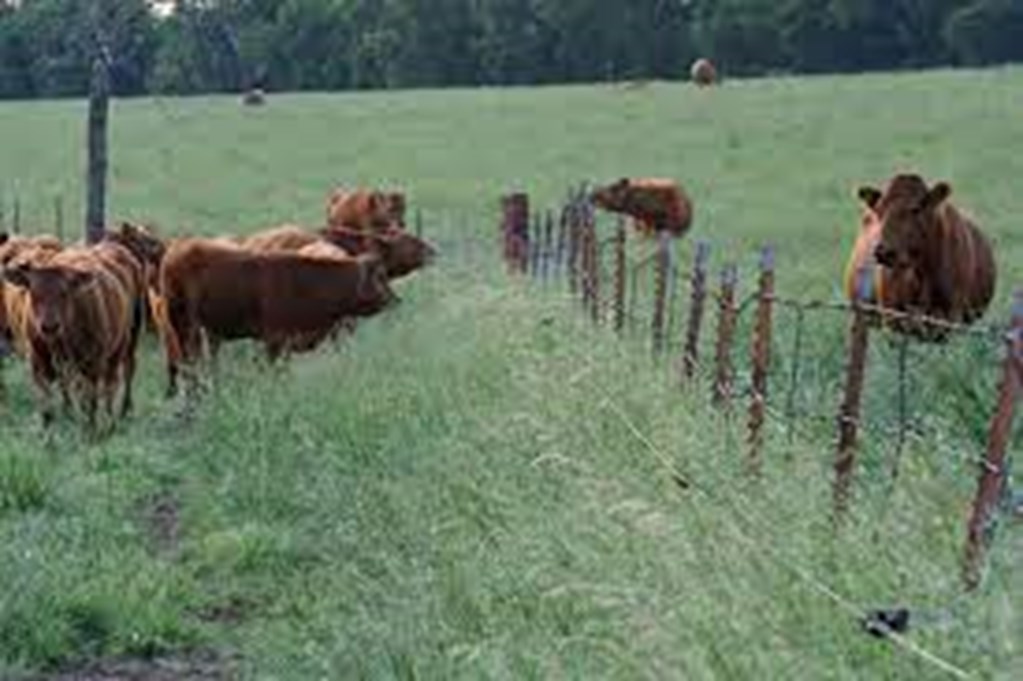 Fenceline Weaning Cattle Range